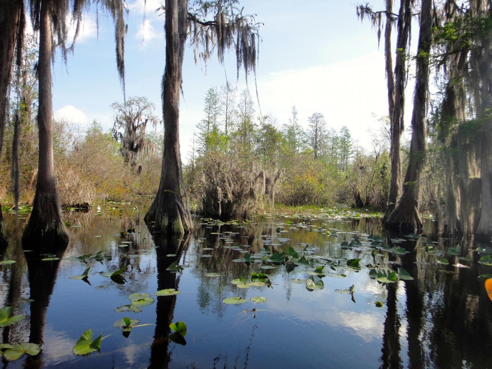 Okefenokee Swamp Folklore - New Georgia Encyclopedia